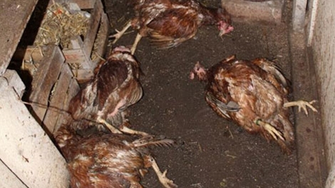 Sự thật về vụ gà chết nghi do ăn cá tại TP Đà Nẵng - Báo Công an Nhân ...