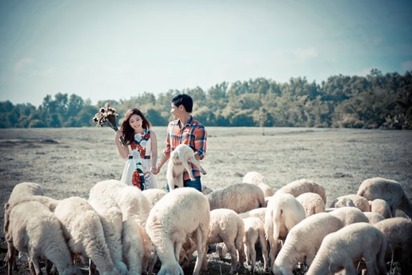 Cảnh tuyệt đẹp của đàn cừu ở Ninh Thuận trên báo Tây - Báo Công an Nhân ...